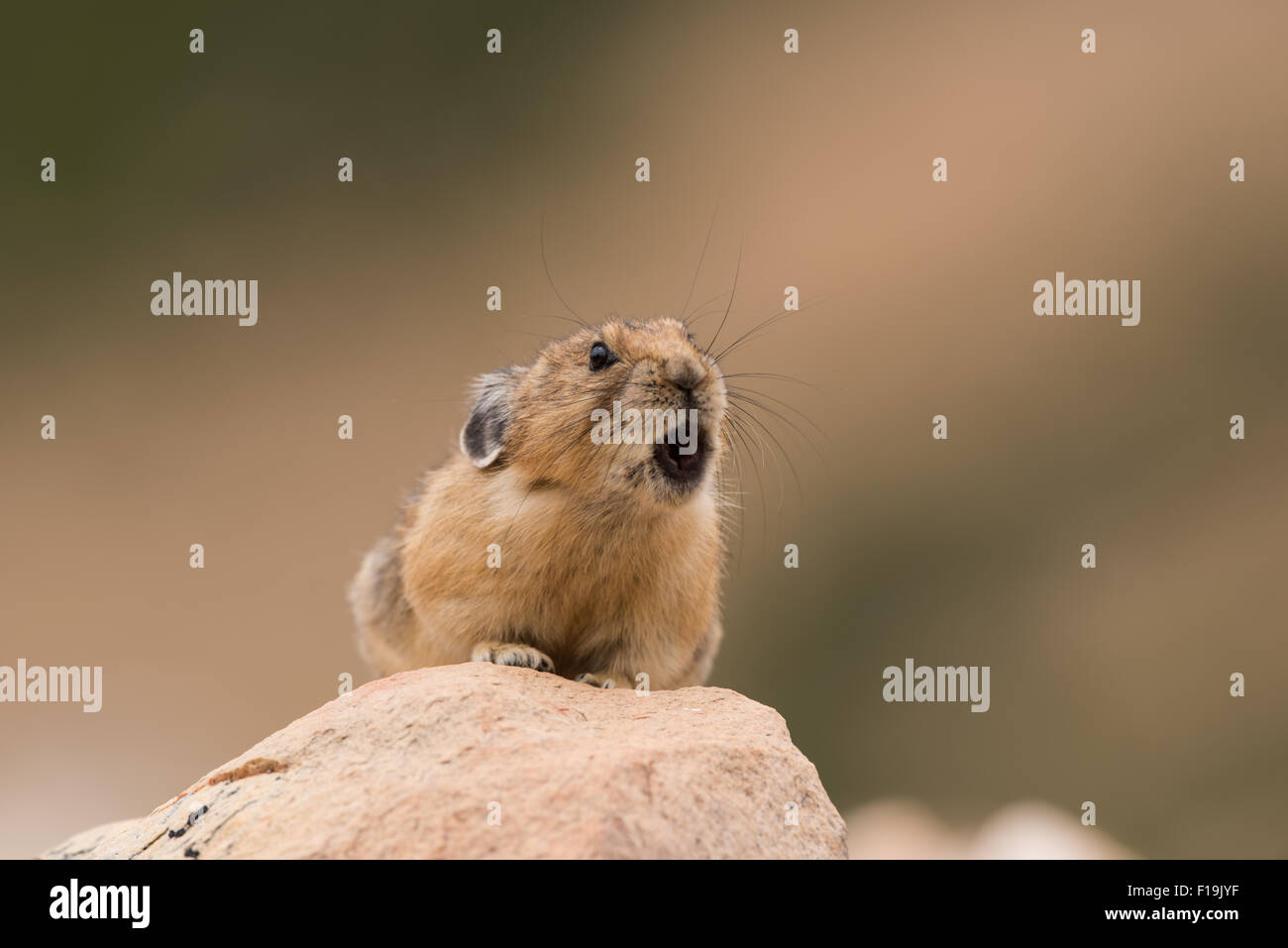 American pika on a rock, Uinta mountains, Utah Stock Photo - Alamy