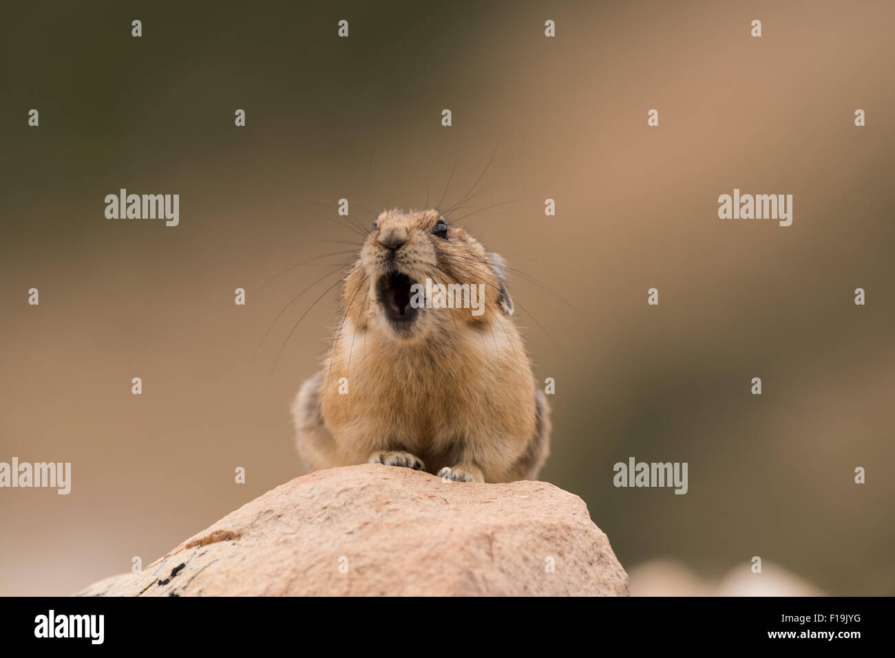 Utah pika hi-res stock photography and images - Alamy