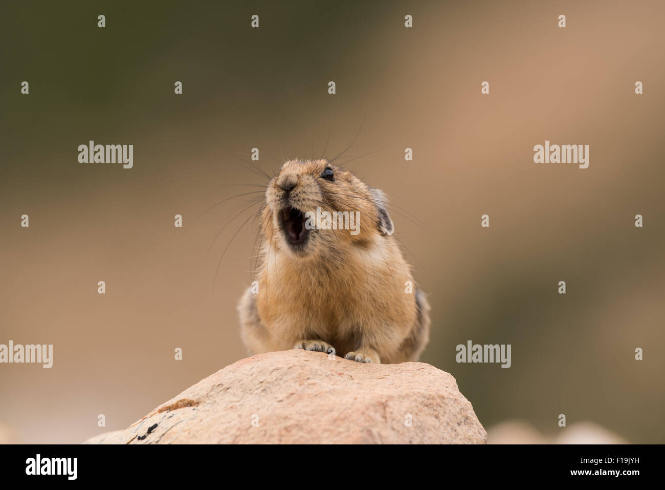 American pika on a rock, Uinta mountains, Utah Stock Photo - Alamy
