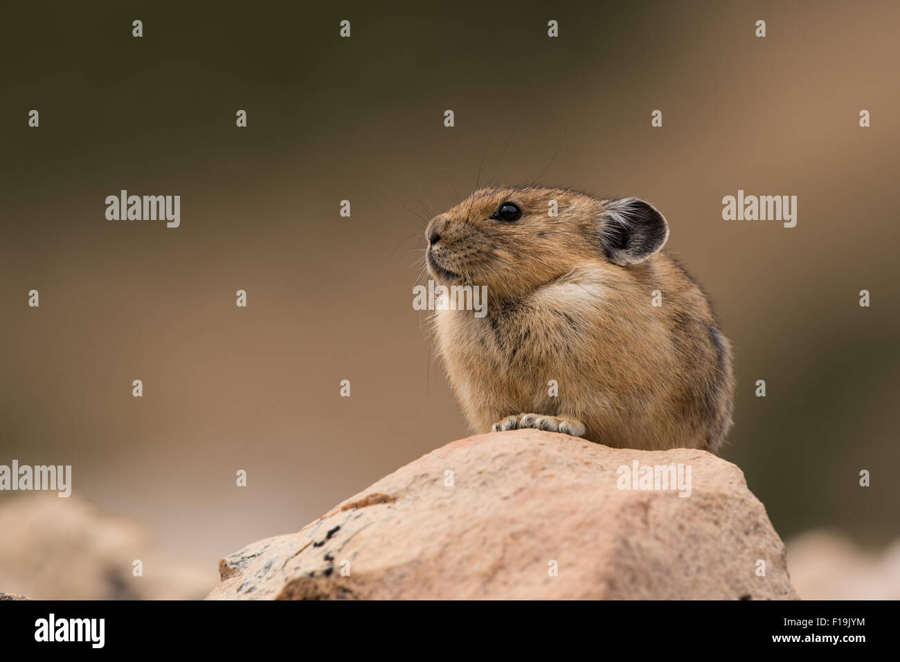 American pika on rock uinta hi-res stock photography and images - Alamy