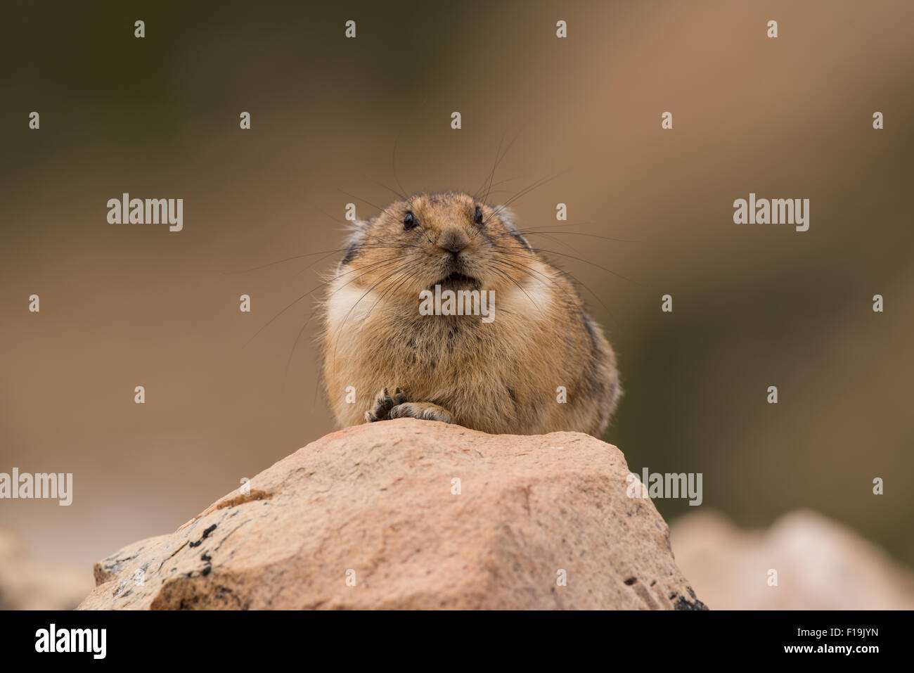 American pika on a rock, Uinta mountains, Utah Stock Photo - Alamy