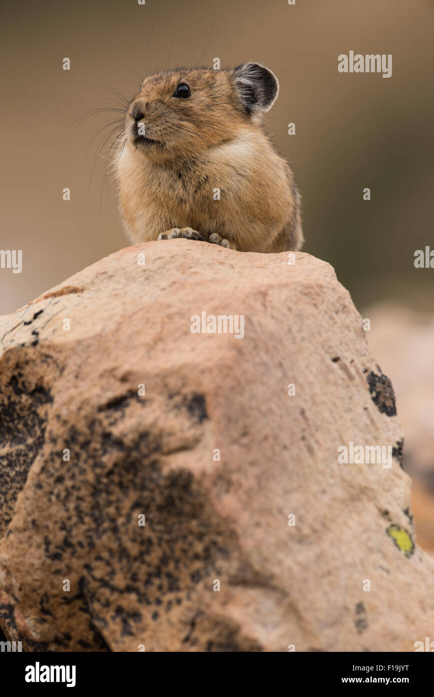 American pika on a rock, Uinta mountains, Utah Stock Photo - Alamy