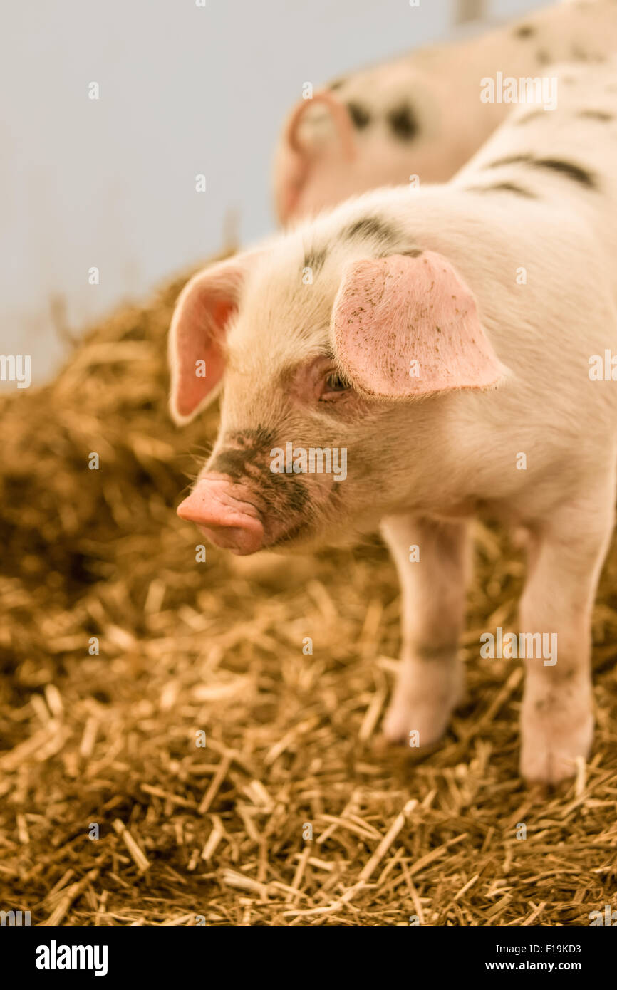 Gloucestershire Old Spots piglet in Carnation, Washington, USA. This ...