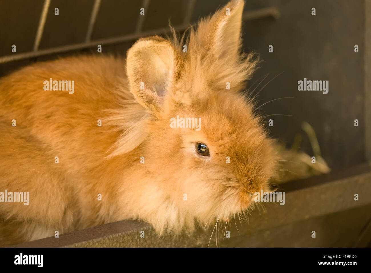 Arctic Fox Eating A Rabbit