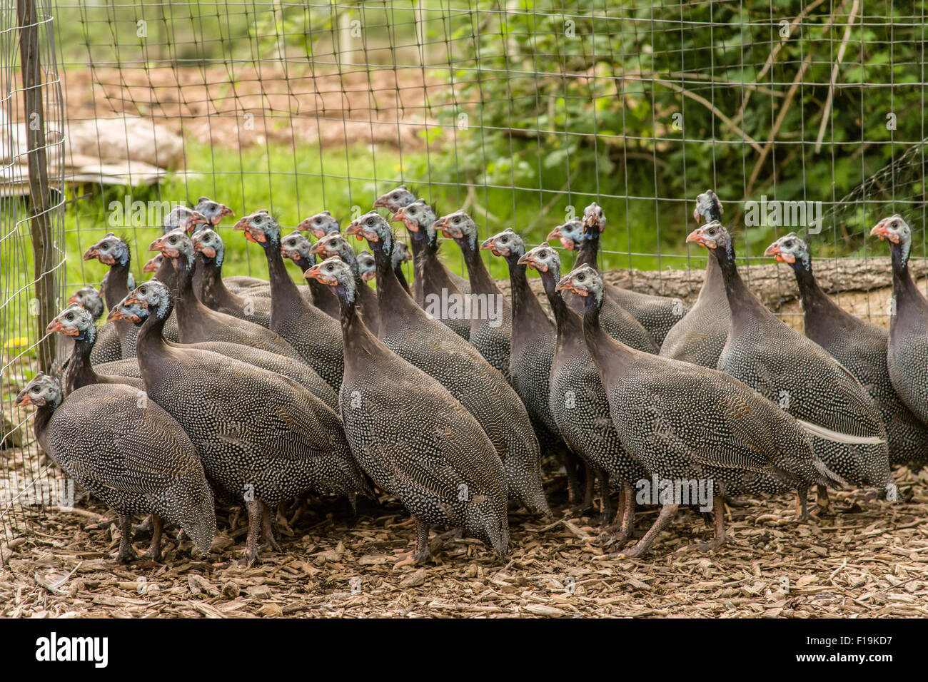 Guinea fowl group hi-res stock photography and images - Alamy