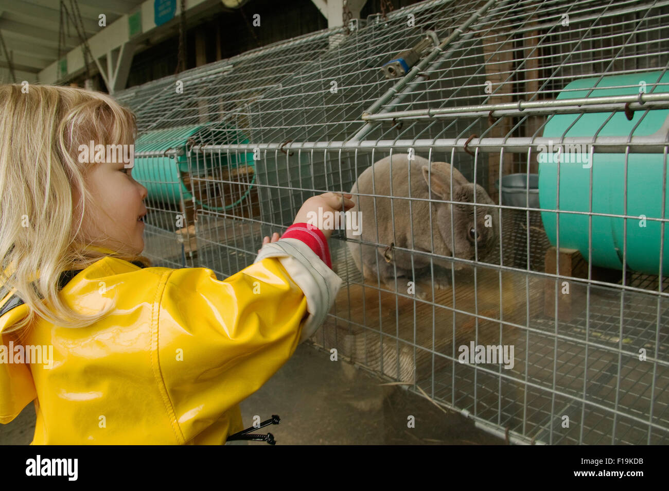 Two year old girl trying to pet a Mini Rex rabbit named "Opal" which is ...