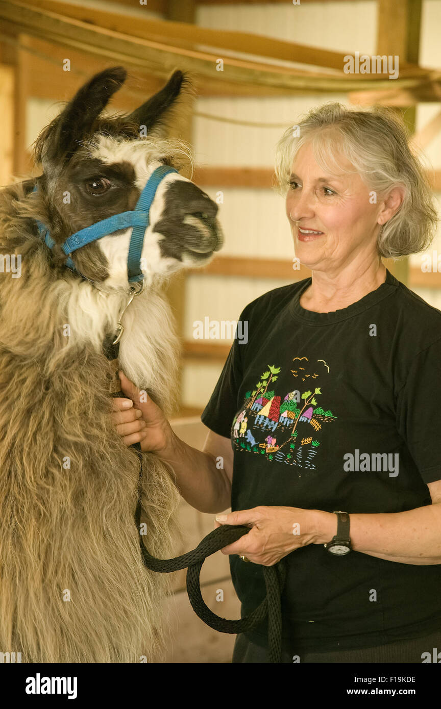 Llama halter hi-res stock photography and images - Alamy
