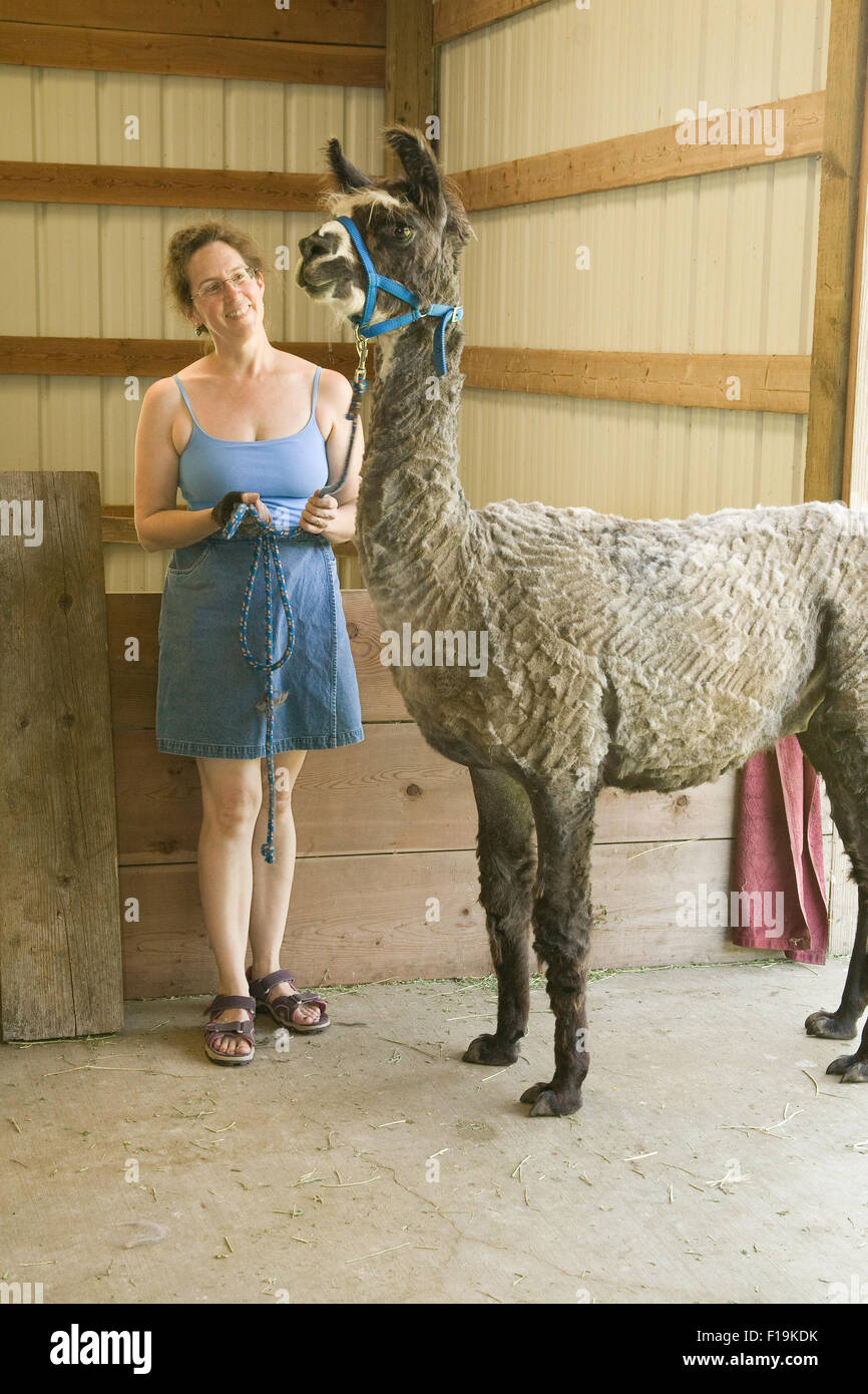 Rope halter hi-res stock photography and images - Alamy