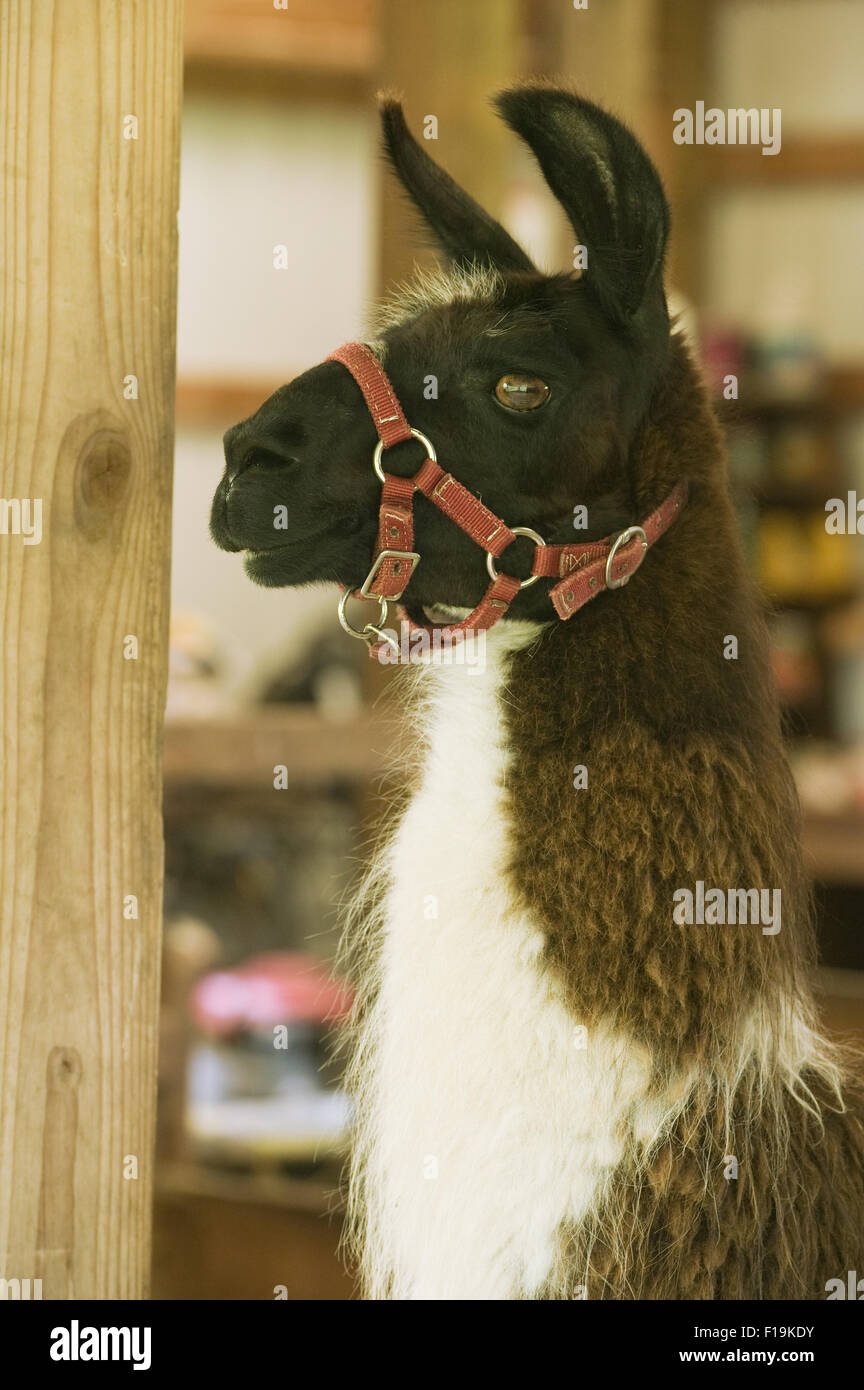 Llama in halter hi-res stock photography and images - Alamy