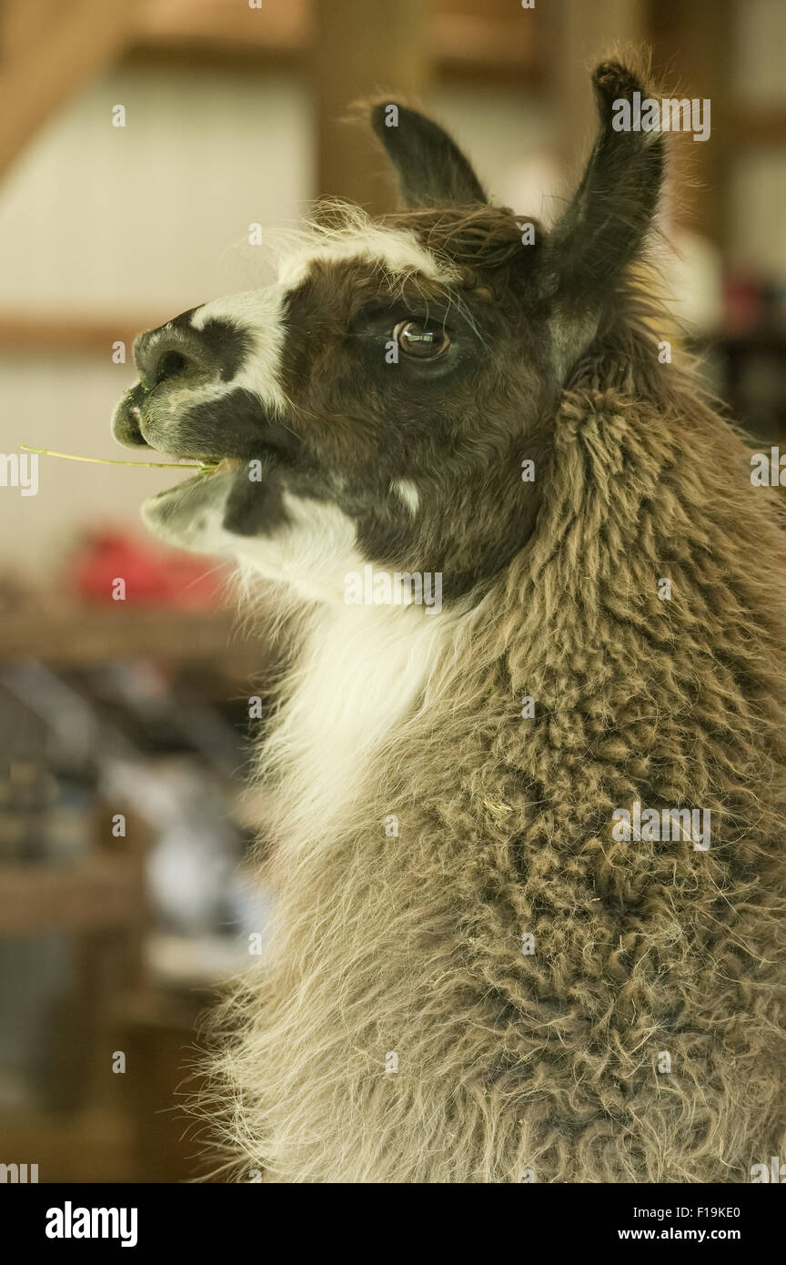 Llama mouth hi-res stock photography and images - Alamy