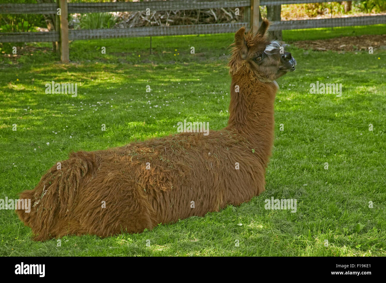 Llama resting in its pasture at a farm near Issaquah, Washington, USA ...