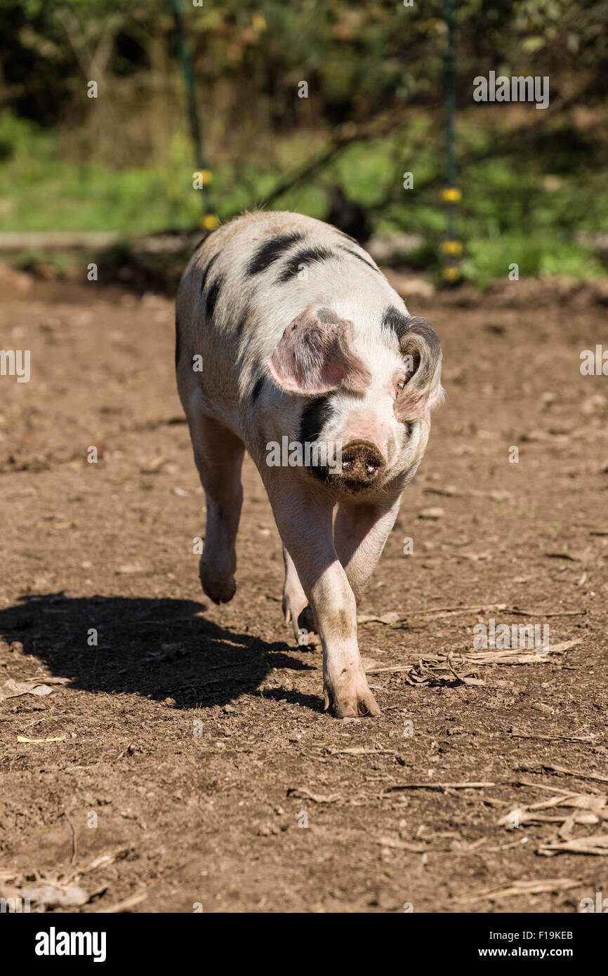 Gloucestershire Old Spots pig running in Carnation, Washington, USA ...