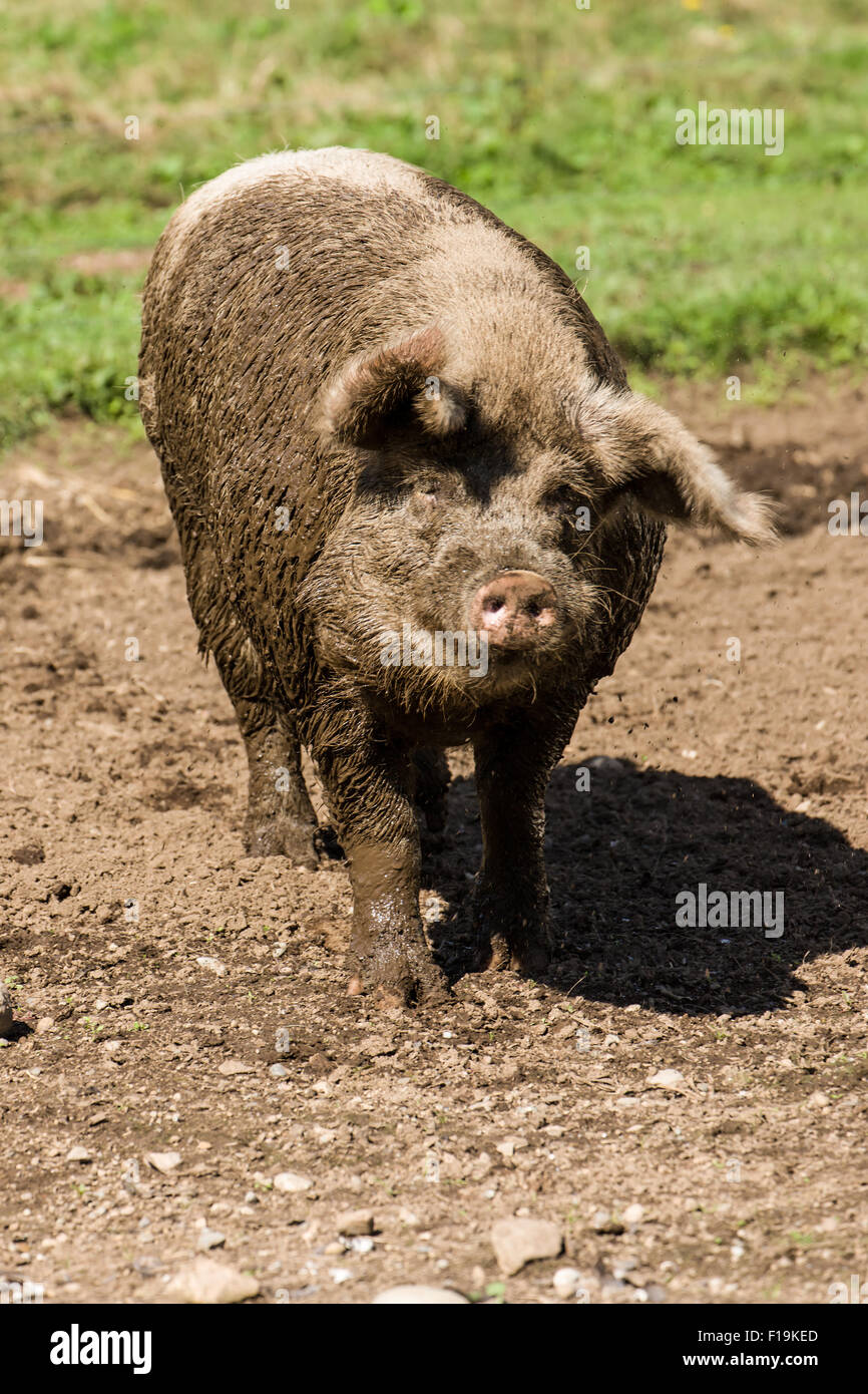 Dirty pig sty hi-res stock photography and images - Alamy