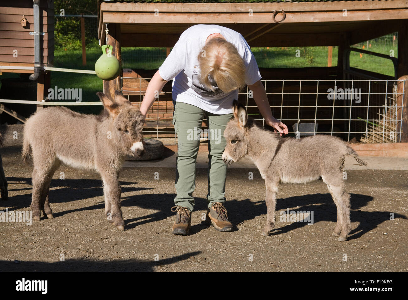 Woman petting Mediterranean miniature donkeys at Baxter Barn in Fall ...