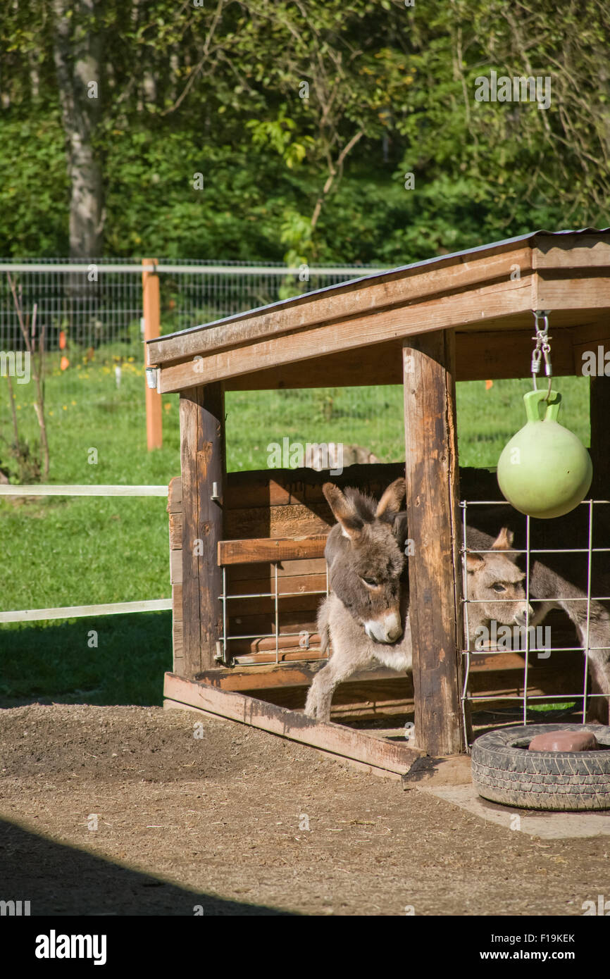 Miniature donkey hi-res stock photography and images - Alamy