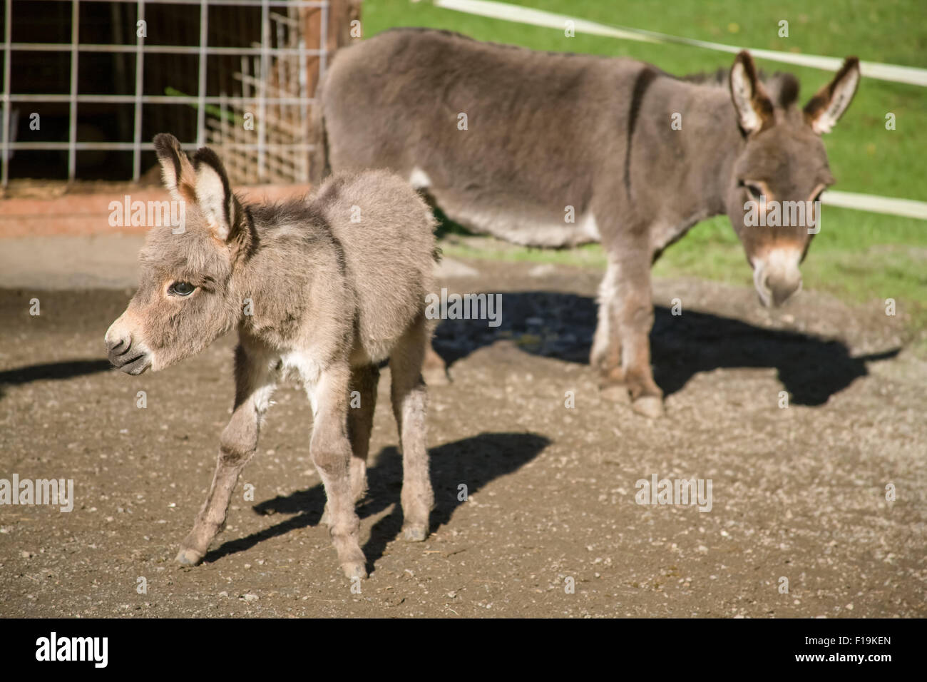 Mother and foal Mediterranean miniature donkey at Baxter Barn in Fall ...