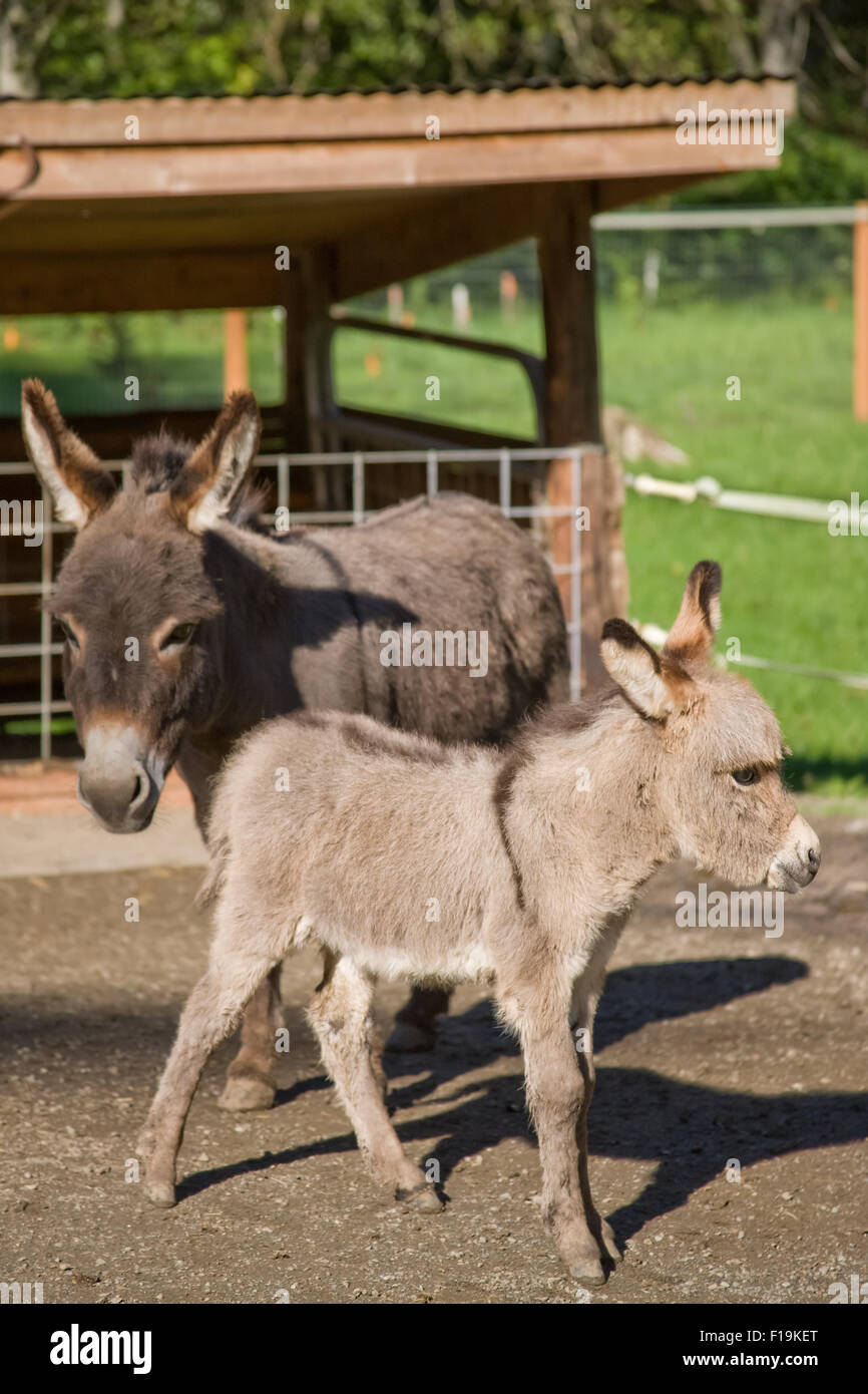 Mother and foal Mediterranean miniature donkey at Baxter Barn in Fall ...
