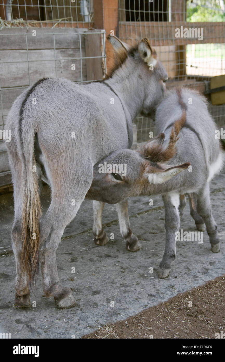 Miniature donkey hi-res stock photography and images - Alamy