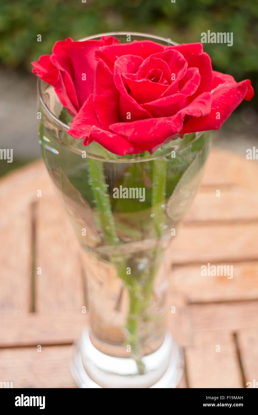 Beautiful red rose in home garden hi-res stock photography and images ...
