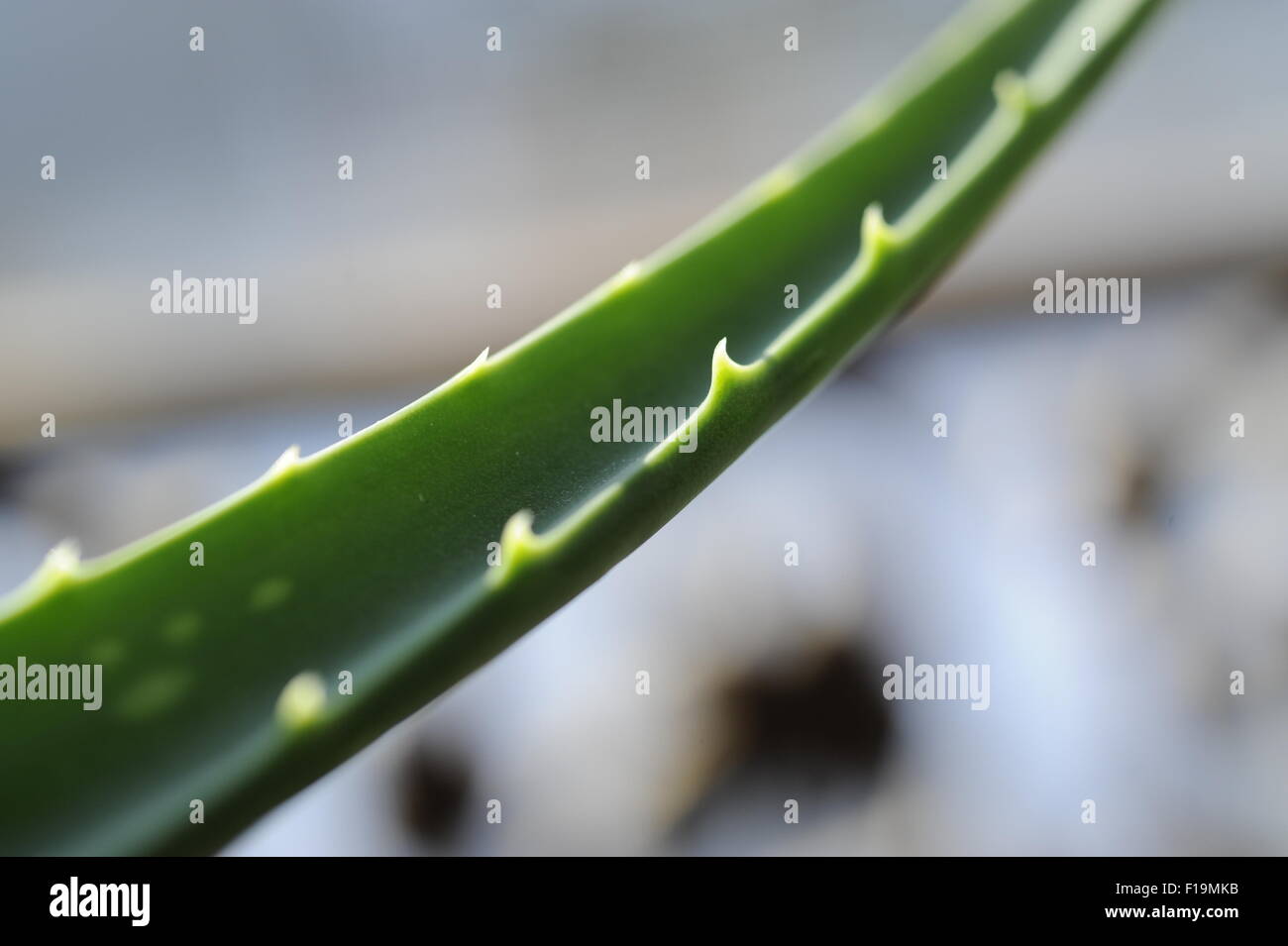 Aloe vera plant Stock Photo - Alamy