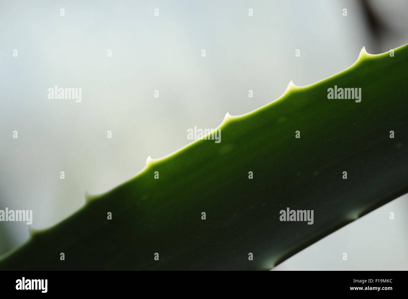 Sharp edges plant hi-res stock photography and images - Alamy