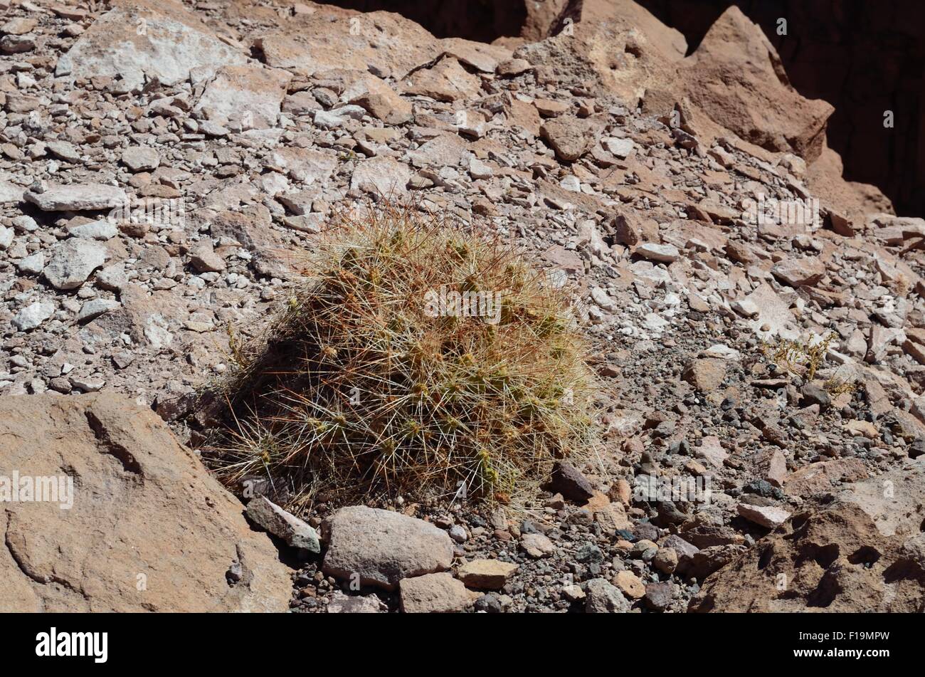 this image is a quisco native the calama city way to the village Rio ...