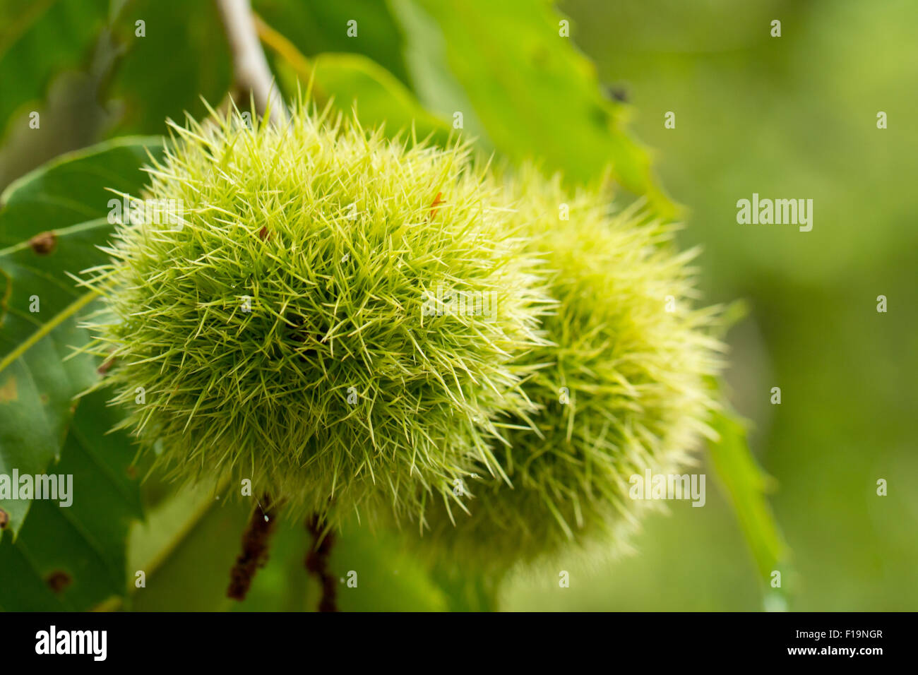 American Chestnuts in the wild - Castanea dentata Stock Photo - Alamy