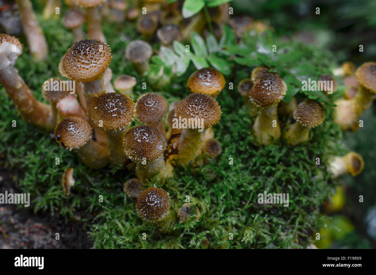 Clump of young Honey Fungus / Bootlace Fungus (Armillaria sp.) growing ...