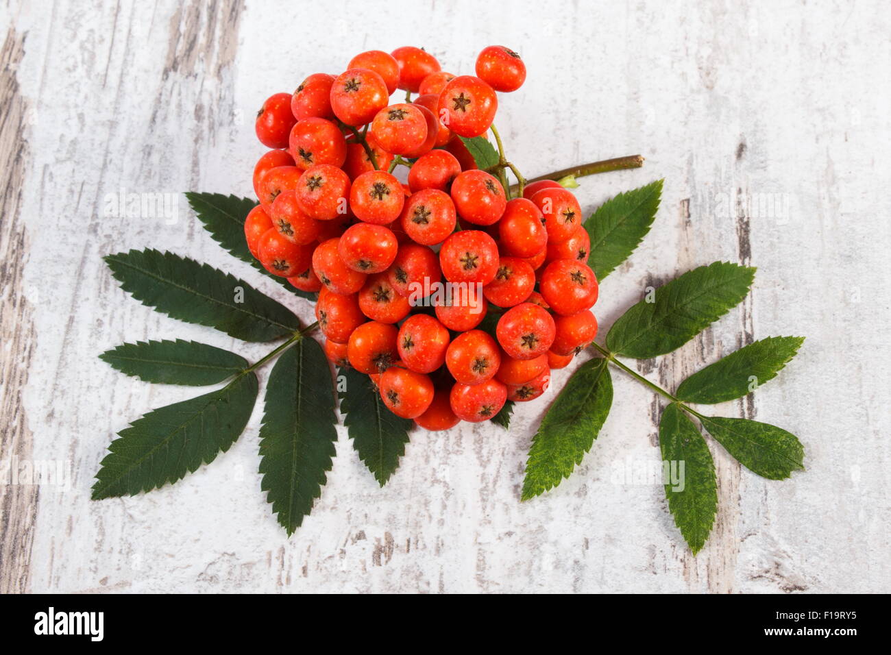 Bunch of red autumn rowan with green leaves on old rustic wooden ...