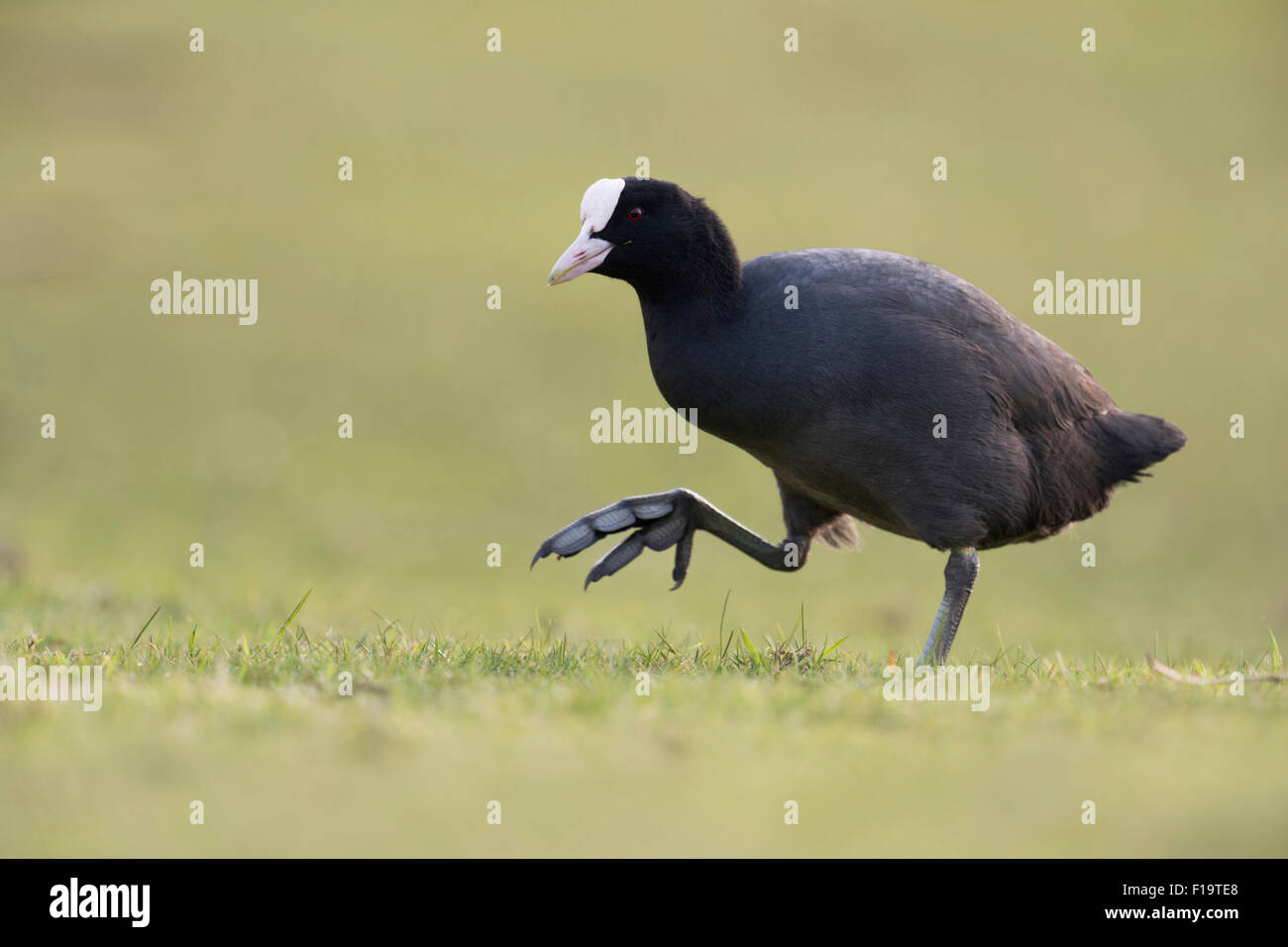 Funny picture of Fulica atra / Eurasian Coot / Blaessralle showing her ...
