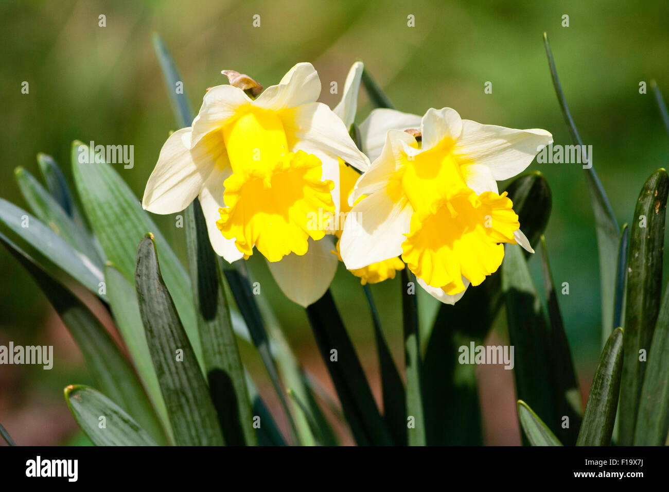 Daffodil flower heads hi-res stock photography and images - Alamy