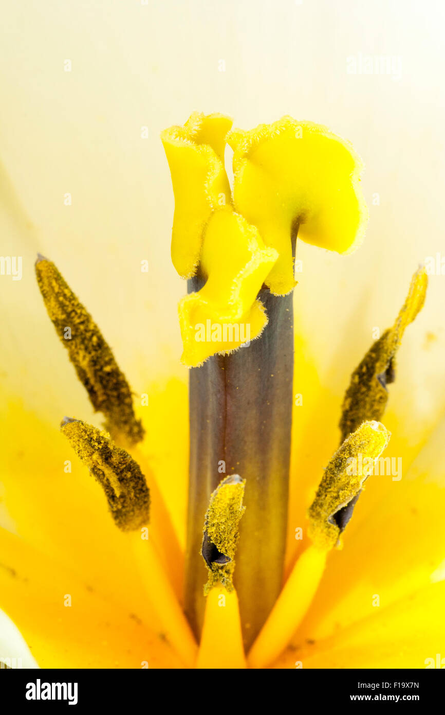 Tulip seeds hi-res stock photography and images - Alamy