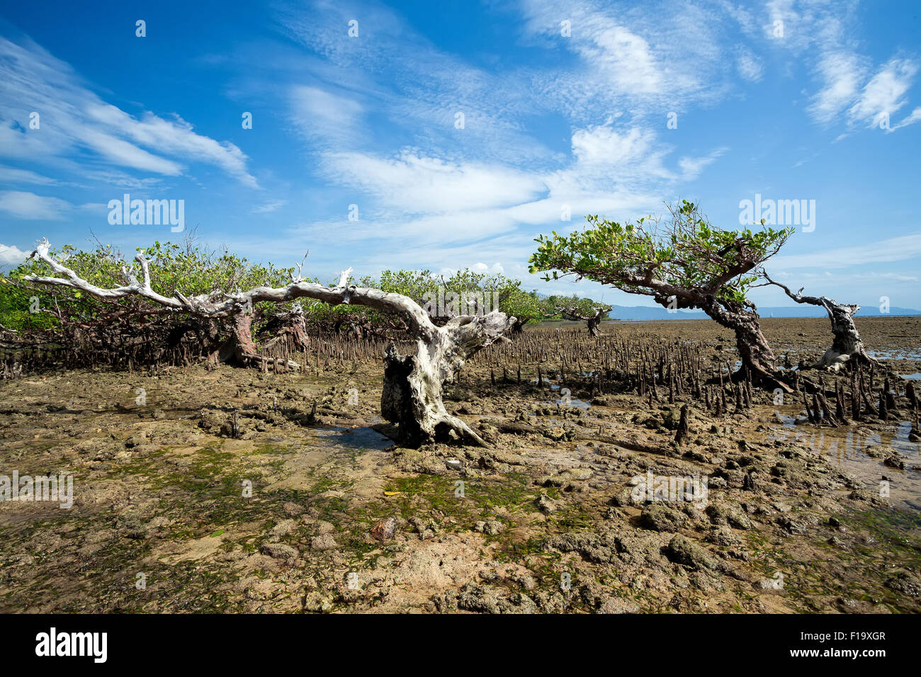 wide shoot of mangrove North Sulawesi, Indonesia with blue sky Stock ...