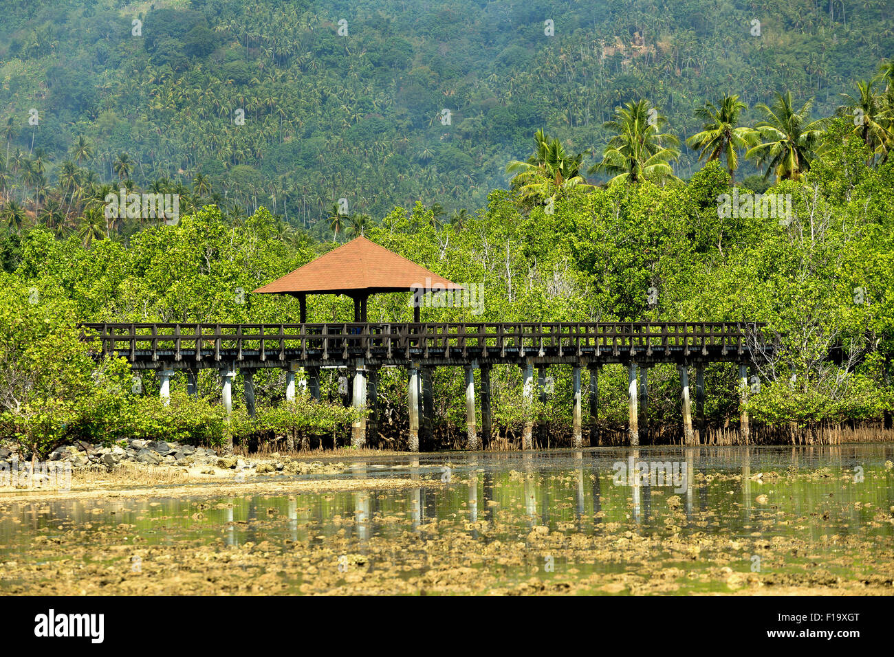 Traditional Indonesian landscape with mangrove and walkway, Sulawesi ...