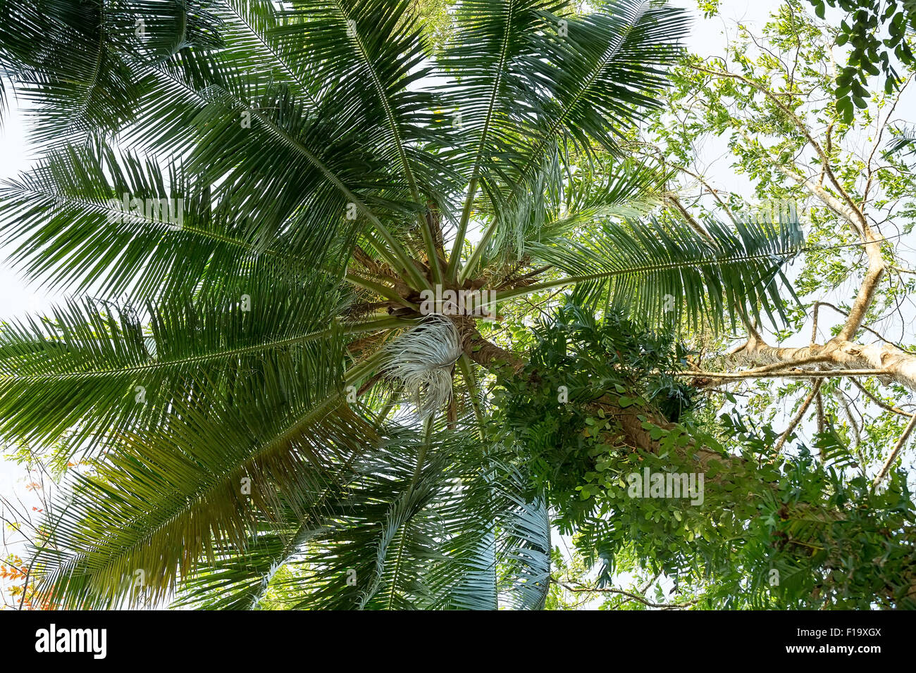 Coco beach antigua hi-res stock photography and images - Alamy