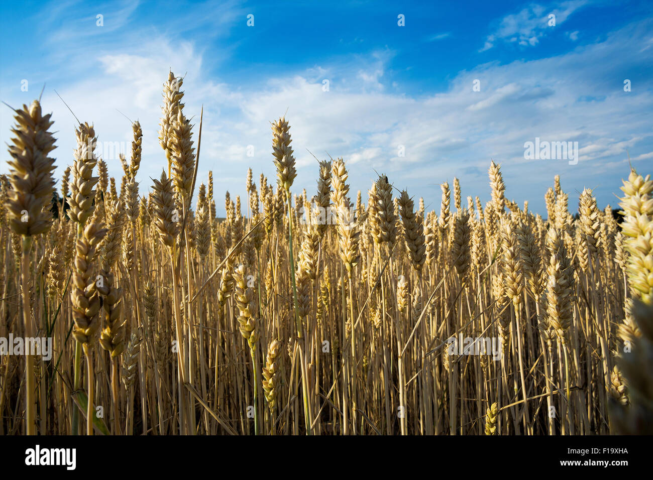 golden wheat field in summer time, rural scene Stock Photo - Alamy