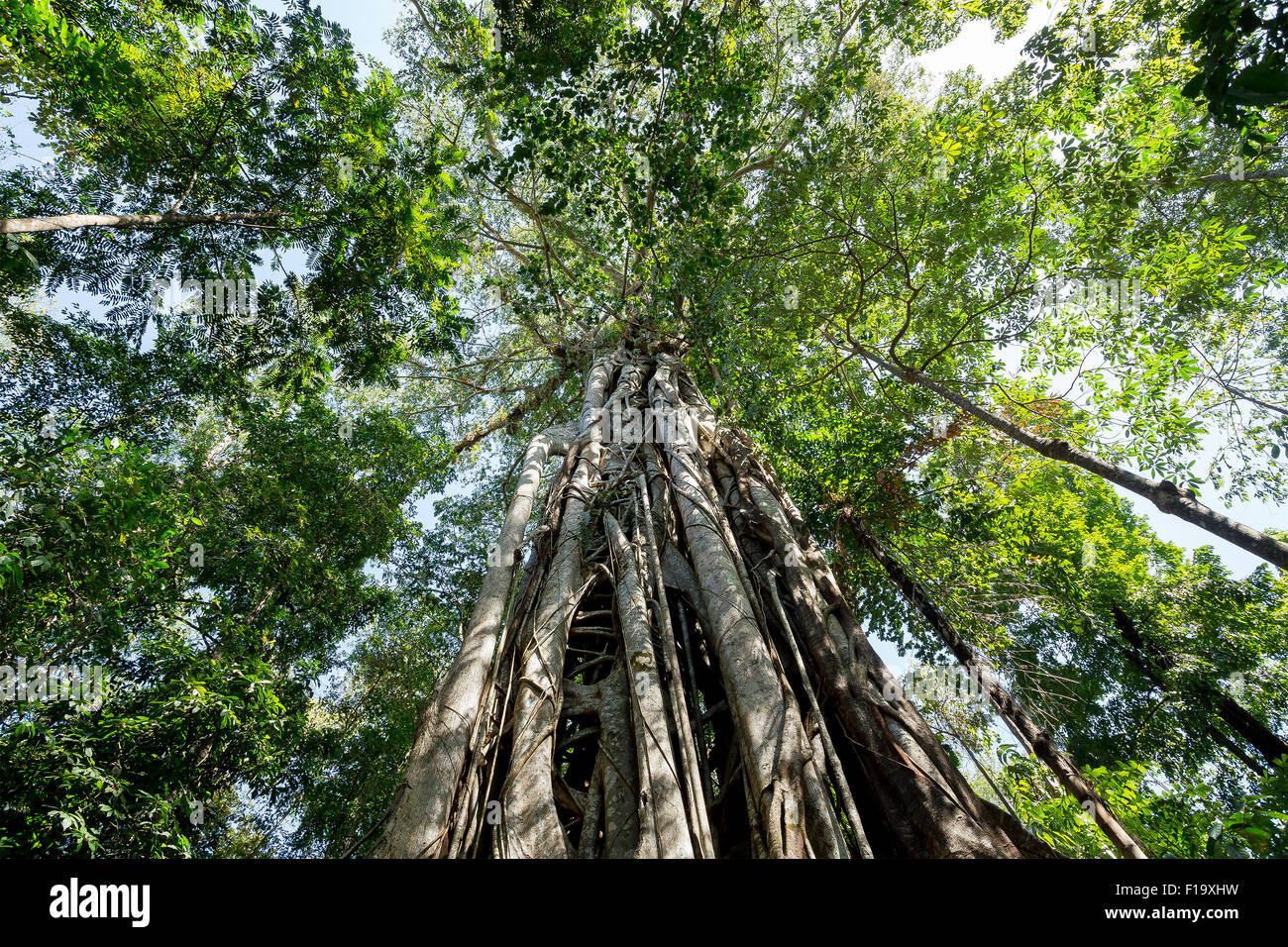Massive tree is buttressed by roots within Tangkoko National Park in ...