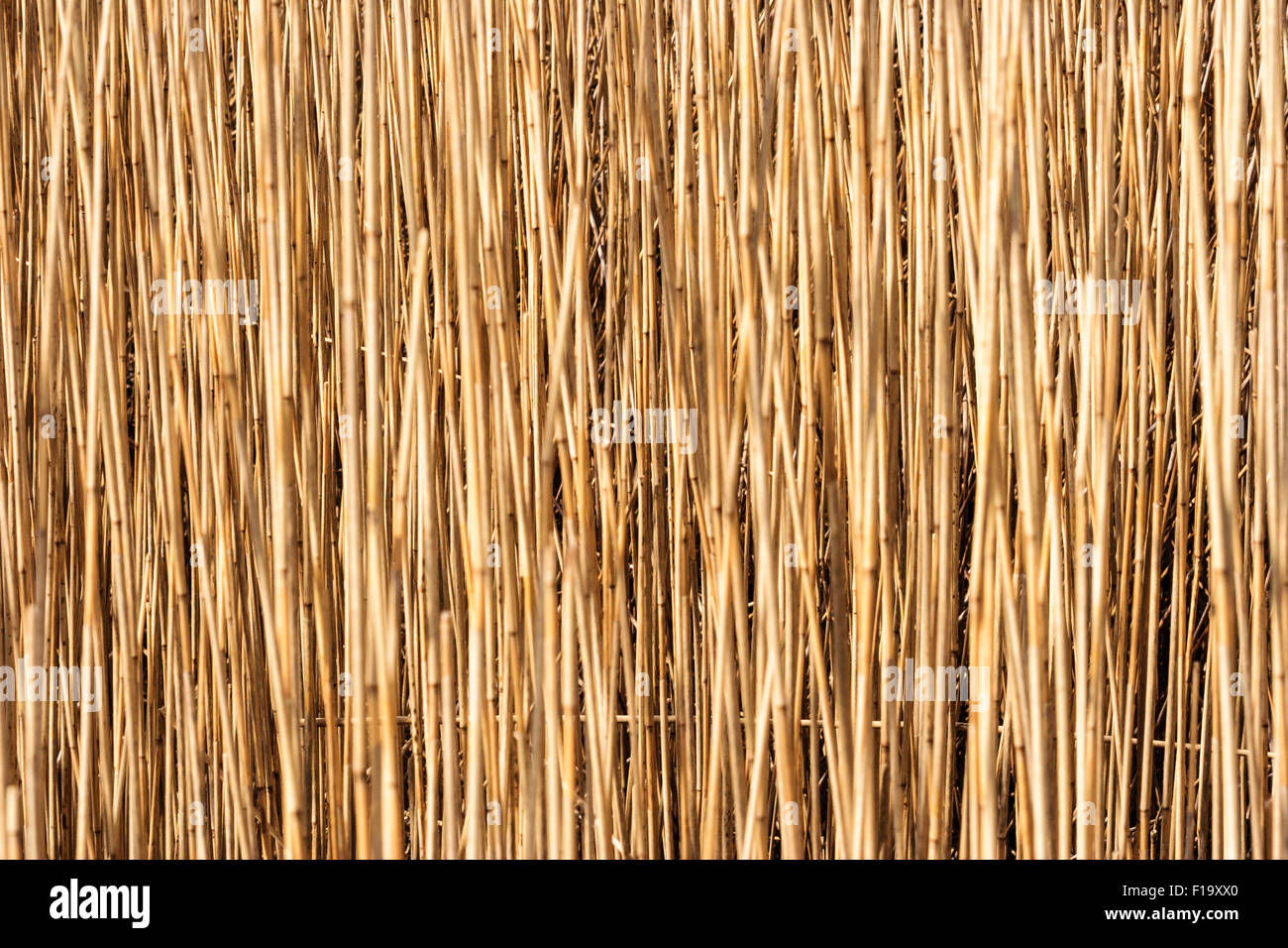 Marsh land grasses, reeds, rushes. View from side looking straight into ...