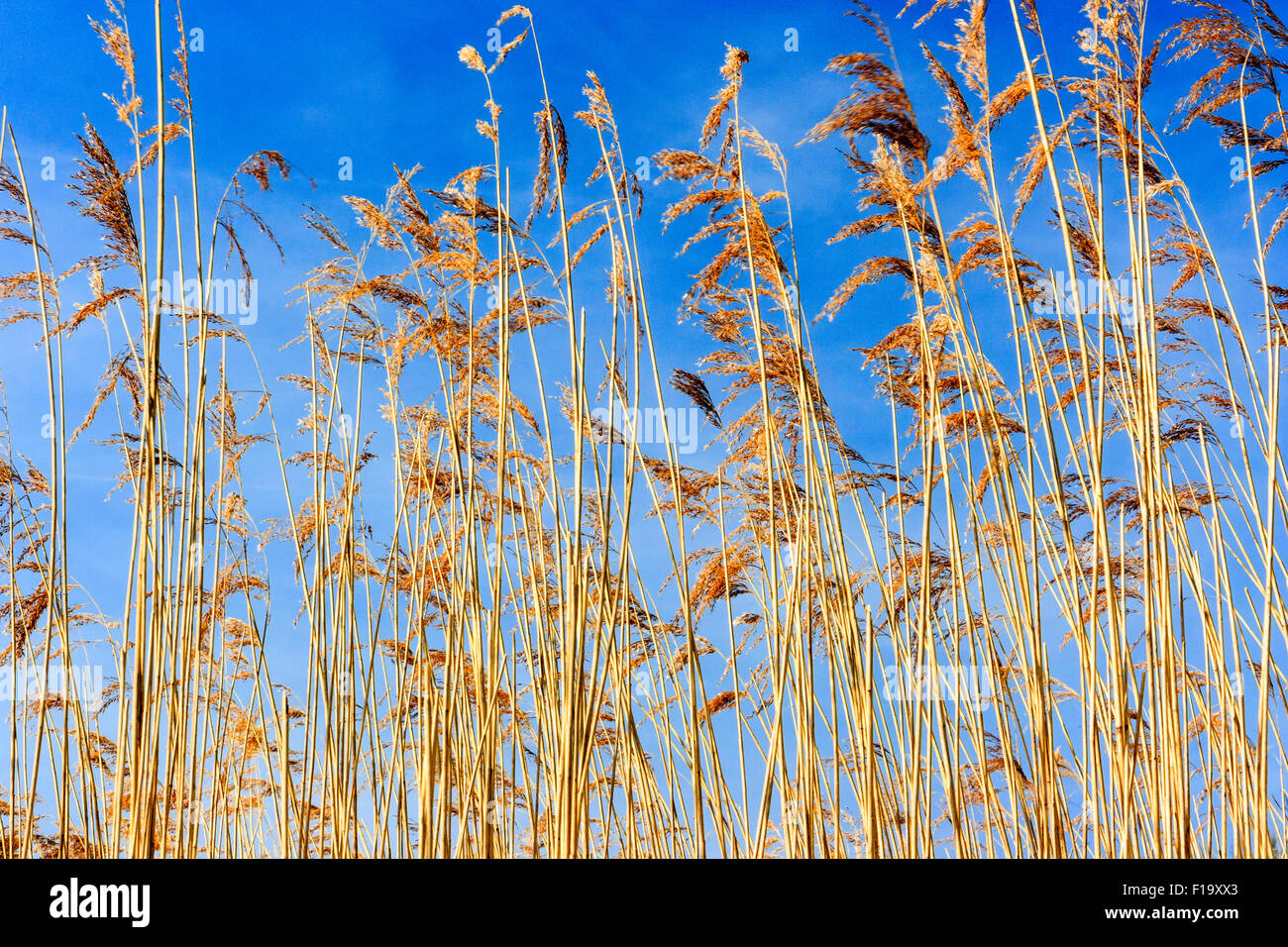 Towering over the viewer hi-res stock photography and images - Alamy