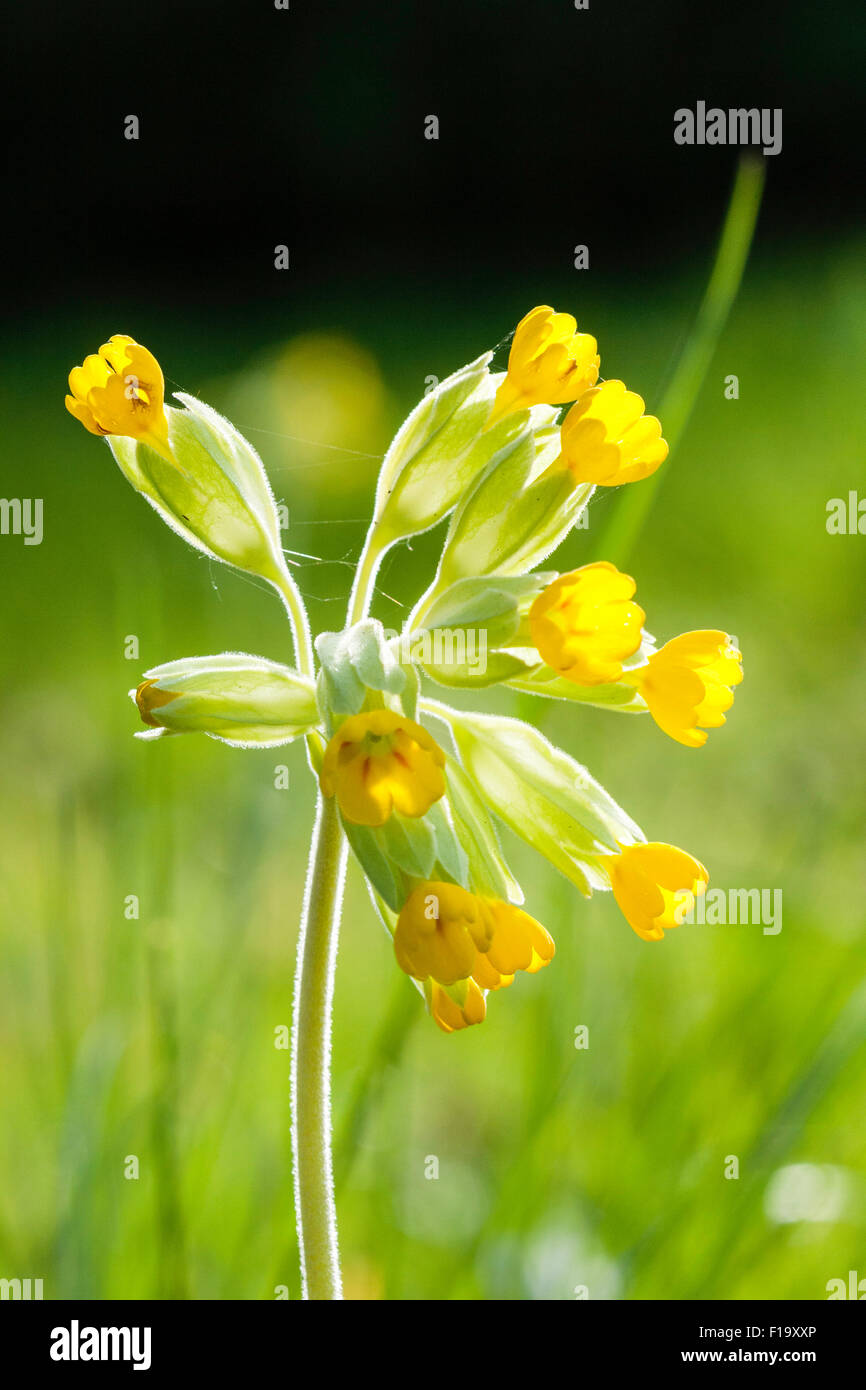 Yellow wild-flower, Cowslip, 'Primula veris'. Backlit side view of stem ...