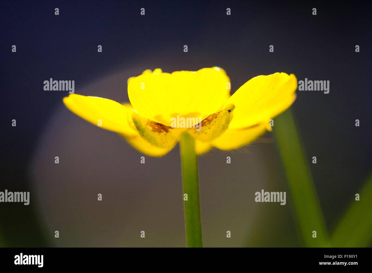 England, yellow wild-flower, Creeping Buttercup, 'Ranunculus repens ...