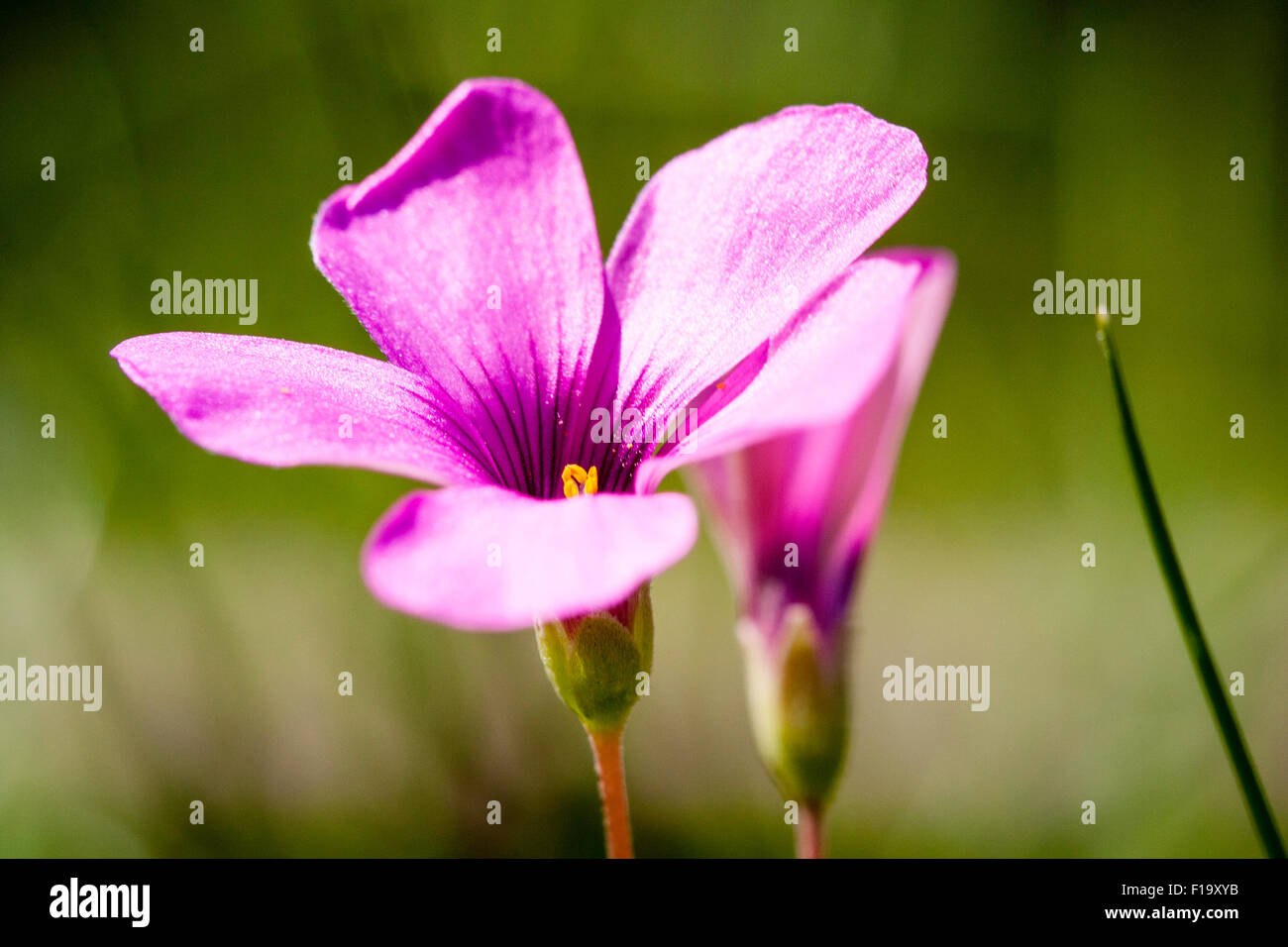 Lesser centaury hi-res stock photography and images - Alamy