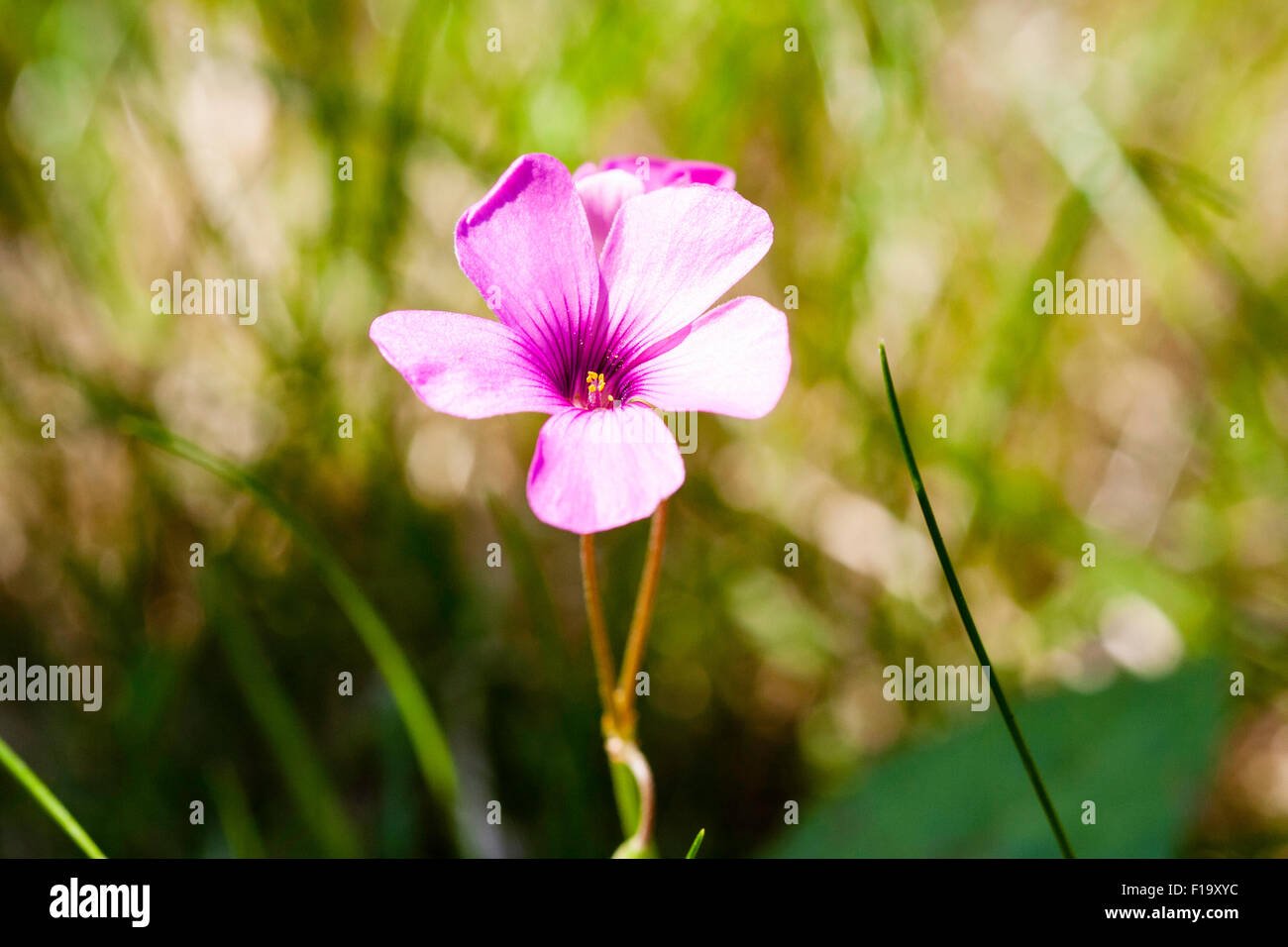 England. Purple Centaury, 'Centaurium pulchellum'. Small wild flower ...