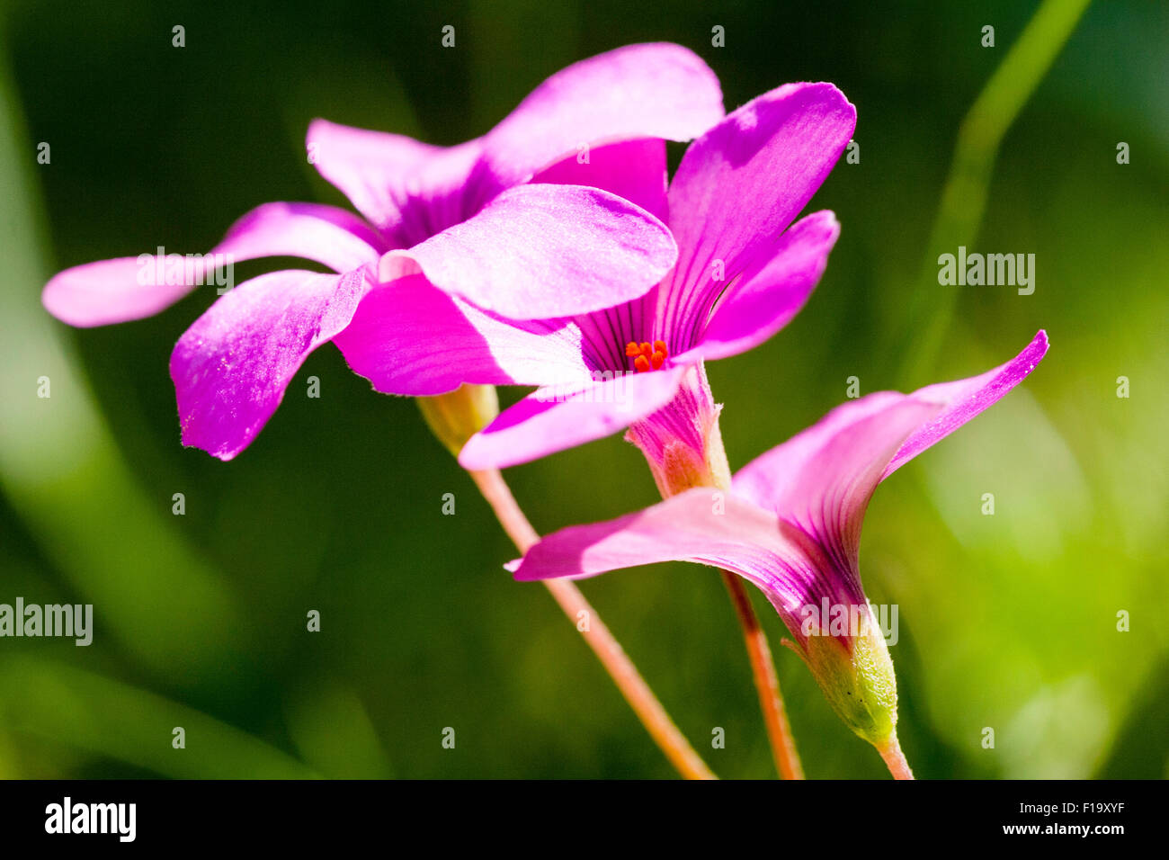 England. Purple Centaury, 'Centaurium pulchellum'. Small wild flower ...