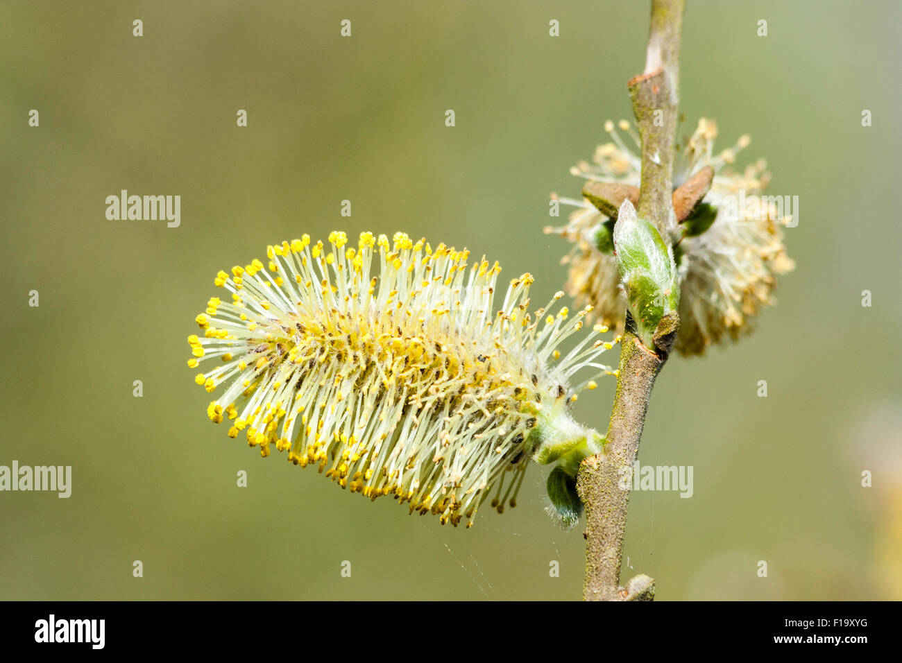 Tree shrub, close up, macro shot of a flowering yellow and white Catkin ...