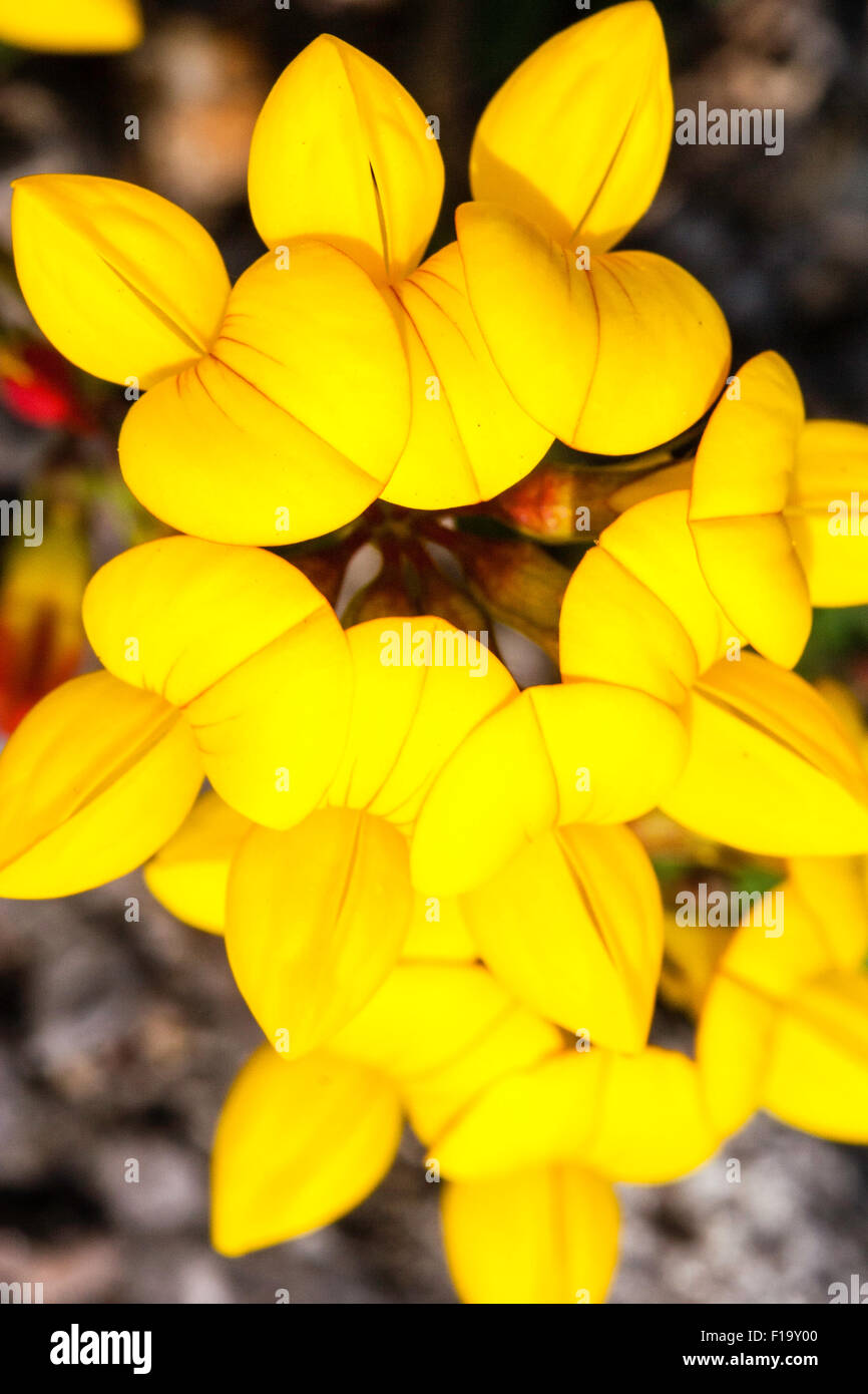 Wild yellow flower. Common Birdsfoot Trefoil, 'Lotus corniculatus ...