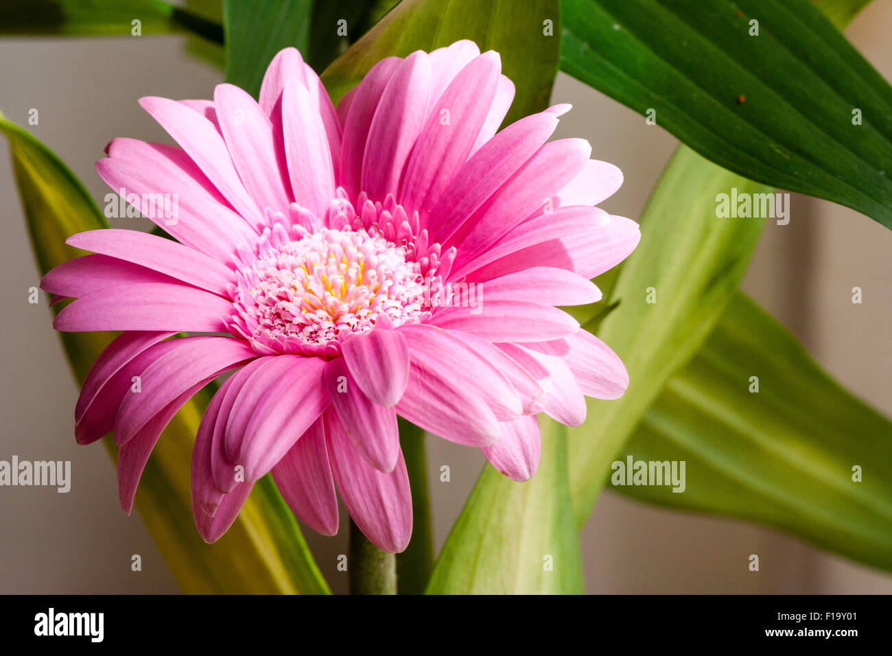 Disc floret hi-res stock photography and images - Alamy