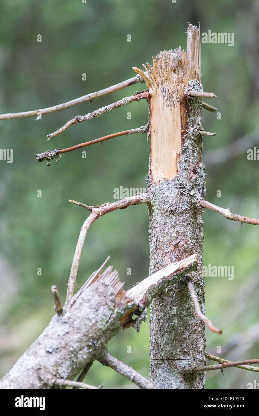 Large tree trunk broken after hurricane storm Stock Photo - Alamy