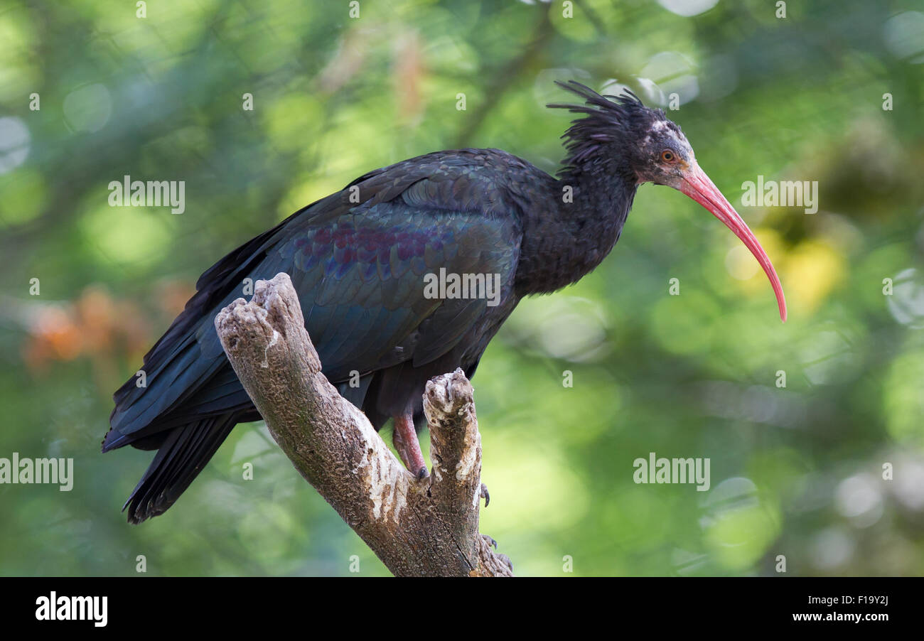 Northern Bald Ibis (Geronticus eremita), resting in a tree Stock Photo ...