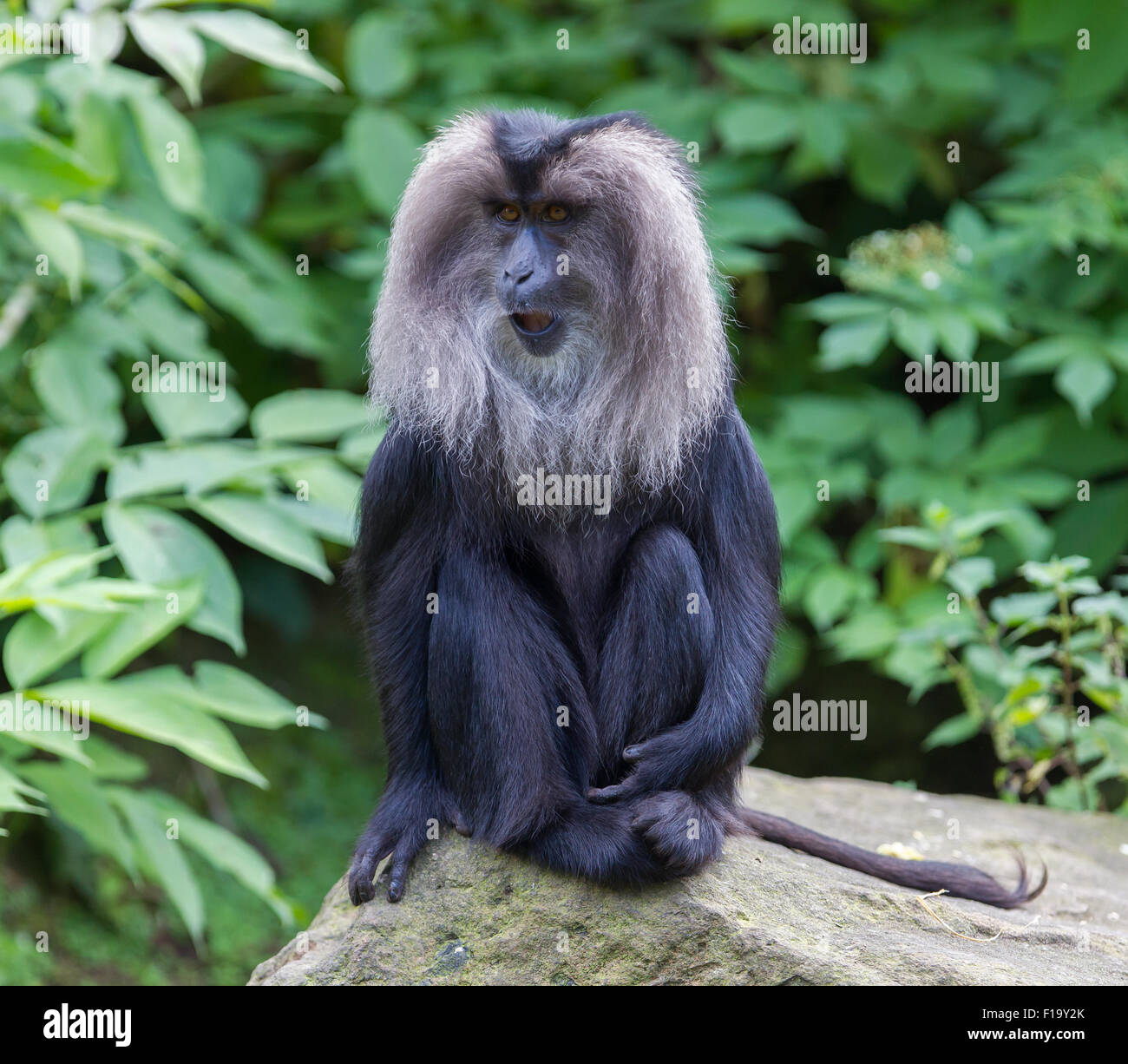 Lion-tailed Macaque (Macaca silenus) in it's natural habitat Stock ...